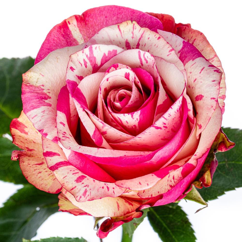 La rose, une fleur pleine de symboles